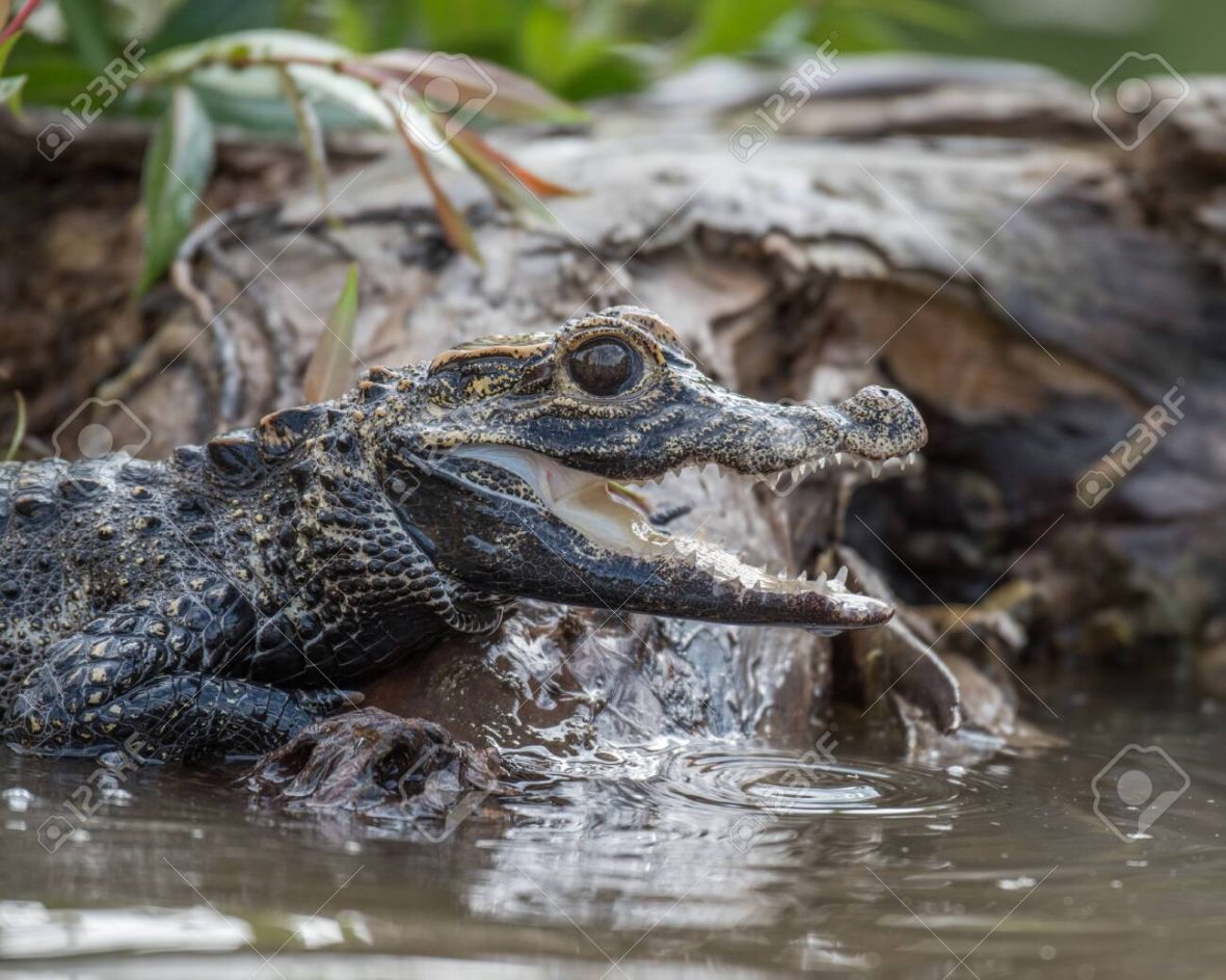 Black caiman (Melanosuchus niger) Amazon rainforest, Brazil - Casa ...