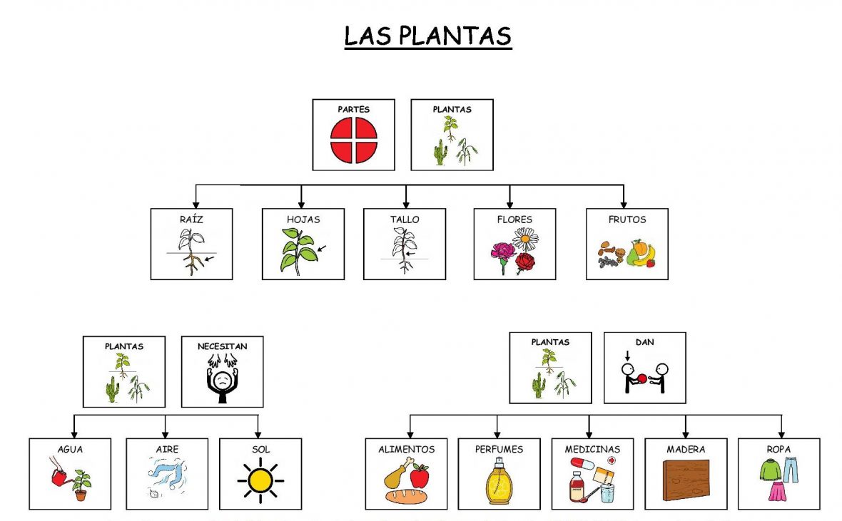 Necesidades de las plantas - Casa Montessori